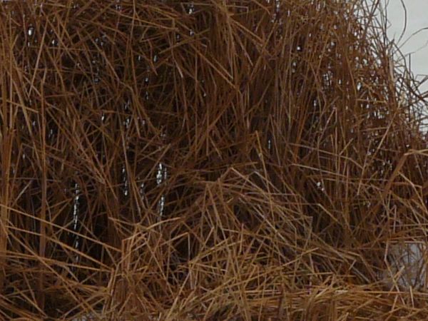 tall grass texture 0037 - Texturelib